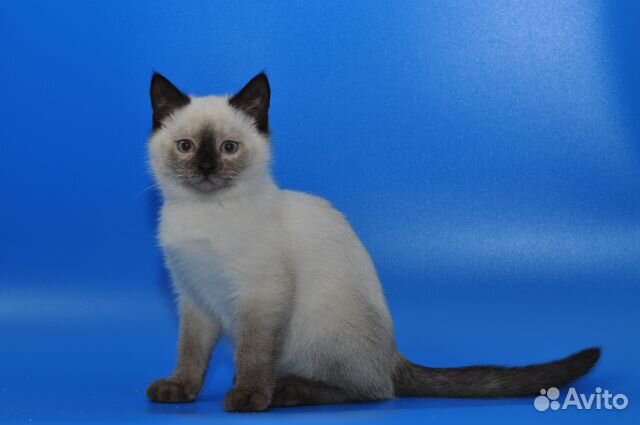 Котята таец, трехцветки