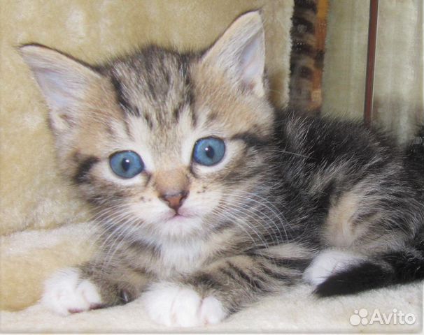 Кунобриты, 1.5 месяца