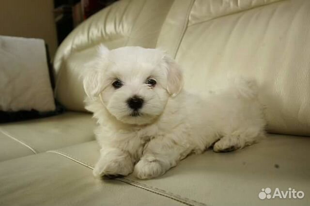 Щенки мальтезе