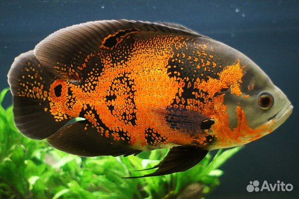 Астронотус 1,5года бесплатно