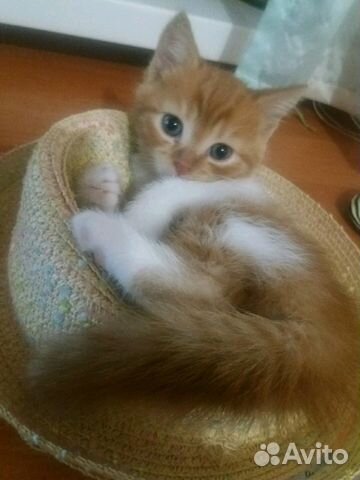 Отдам котёнка домашней кошки в добрые руки
