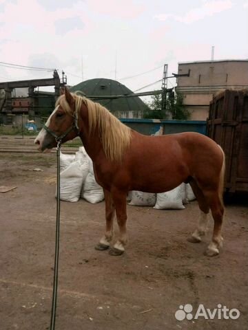 Хороший мерен