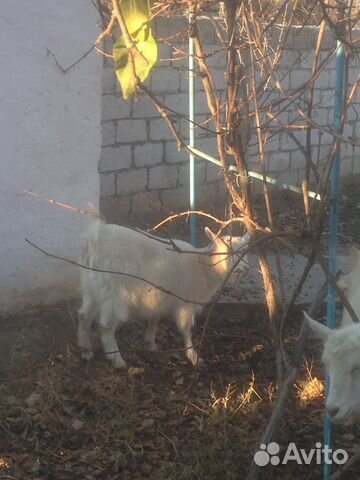 Козочка молодая