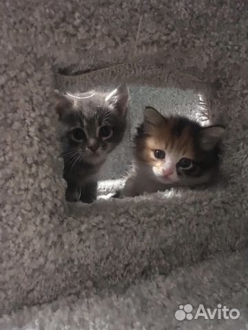 Котейки готовы к переезду