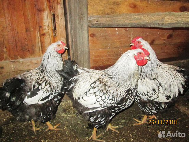 Породные куры и фазаны