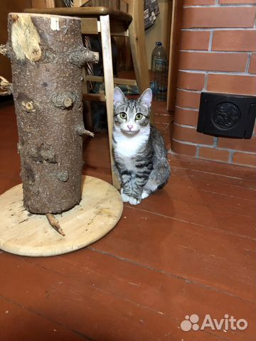 Девочка Клео 4 мес