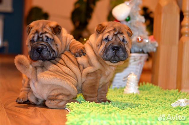 Сыночек и три лапочки дочки