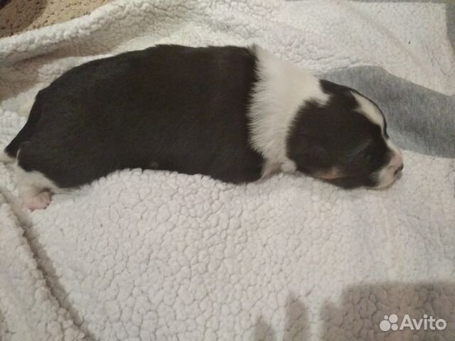 Щенки 2 мальчика и девочка,от умной мамы красавицы