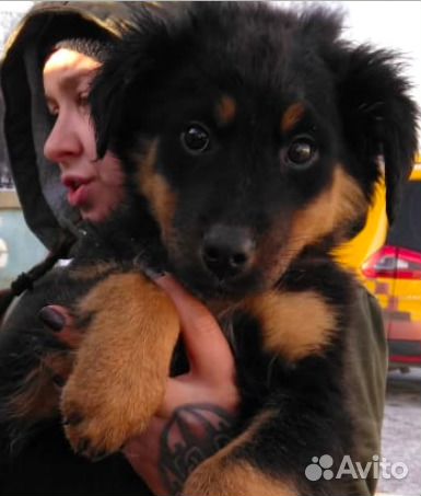 Пушистик Барон, 3 мес., в дар в добрые руки