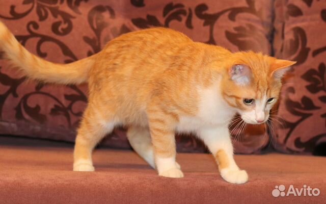 Юный котик, игривый и смышлёный