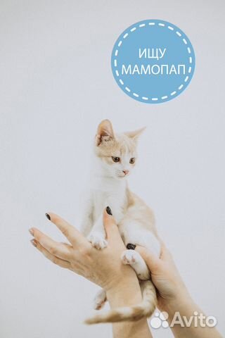 Очаровательный котенок Зефир ищет дом