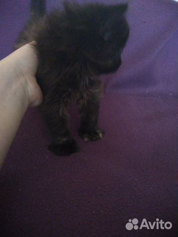 Отдам милого котенка