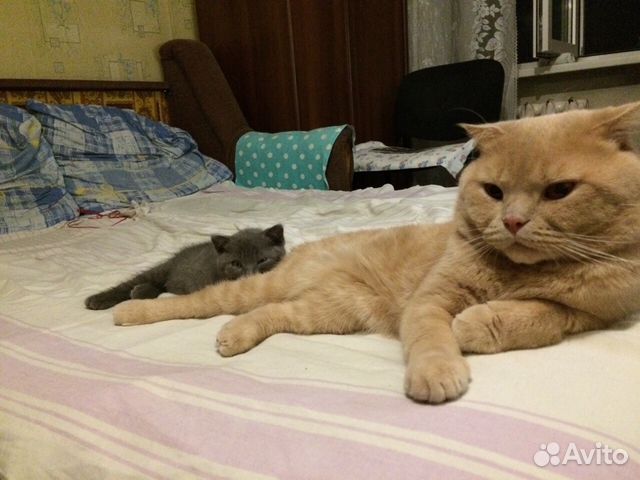 Опытный котик для вязки