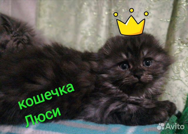 Шотландские вислоухие котята