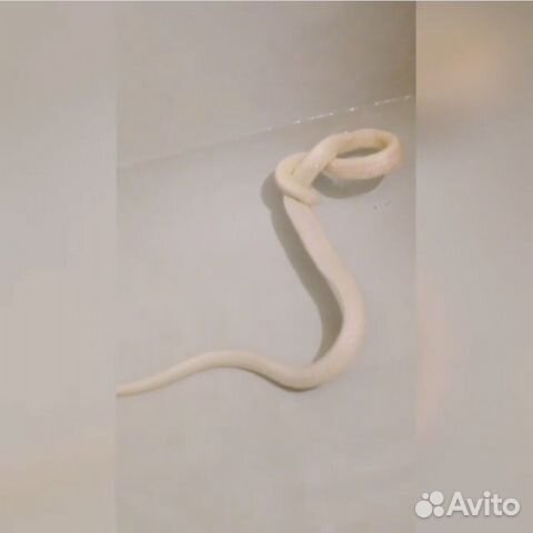 Королевская змея альбинос