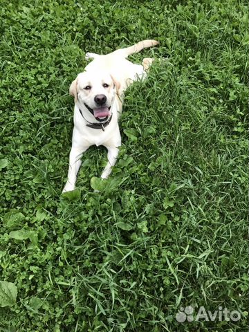 Лабрадор, кобель. Отдам в добрые руки