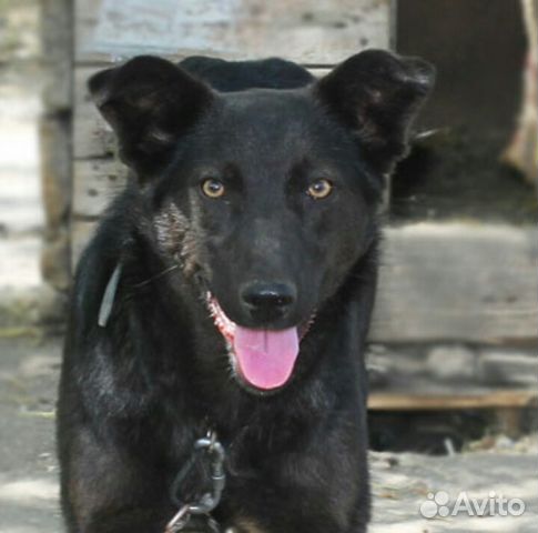 Активная небольшая собачка Лиза