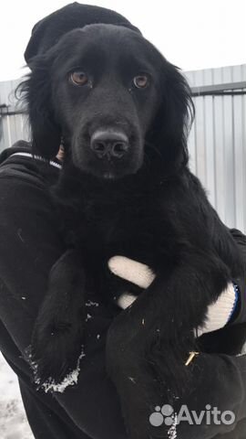 Отдам Собаку в добрые руки