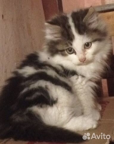 Котёнок в поисках дома