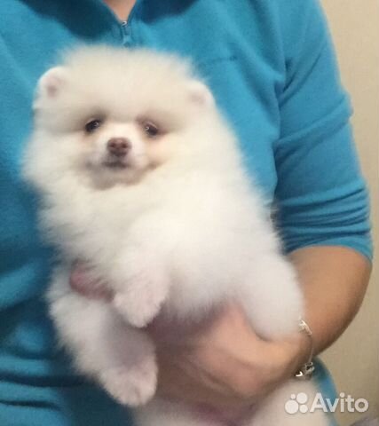 Померанский шпиц с шоколадным носиком