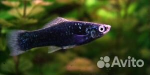 Рыбки меченосцы разных расцветок