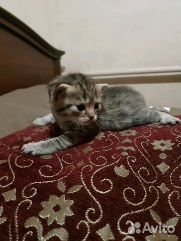 Котята, мальчики. Рождены 15.11.18г