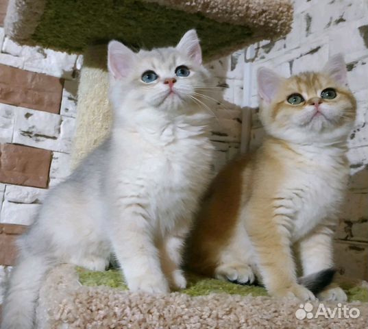 Британские девочки эксклюзив окрасы