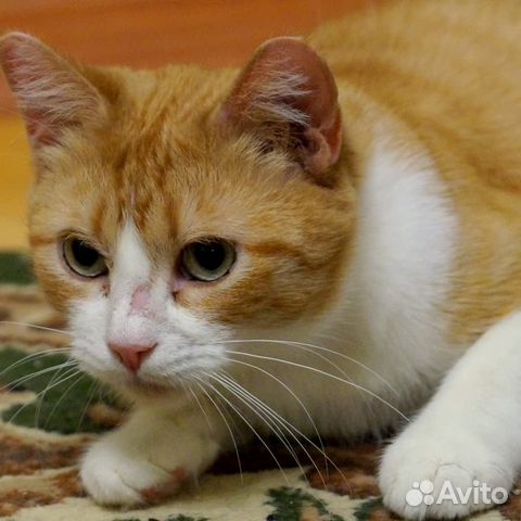 Элеонора Павловна