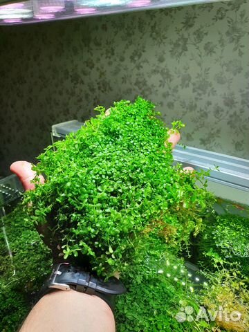 Микронтенум Монте-Карло