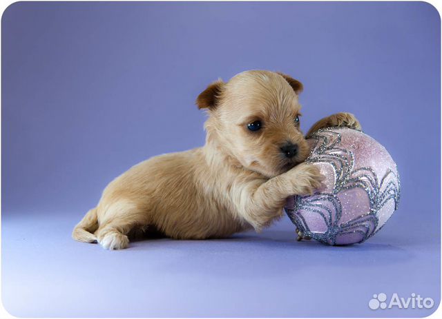 Золотая девочка йорка