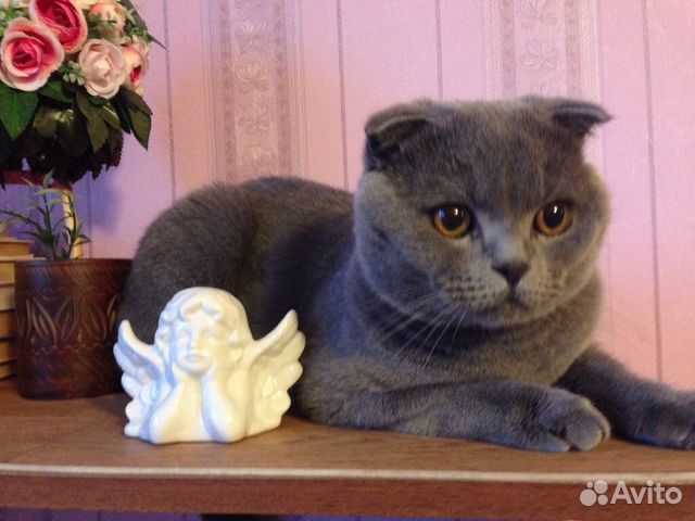 Шотландский вислоухий кот вязка