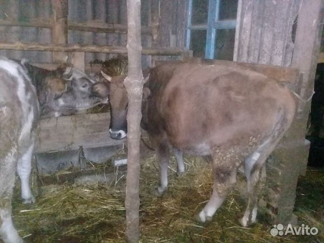 Продажа телят