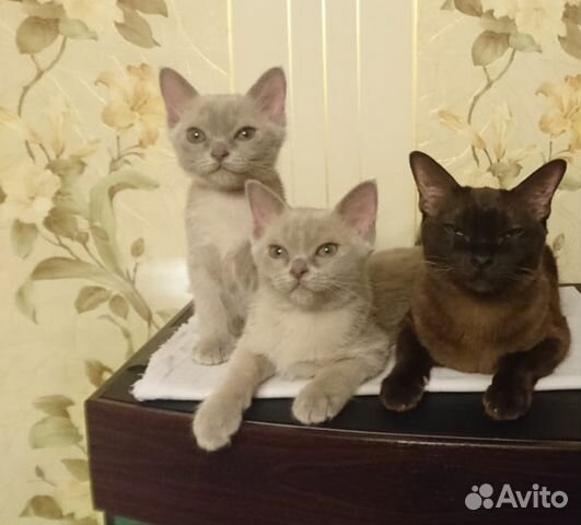 Подарите детям праздник (Бурманские девочки)