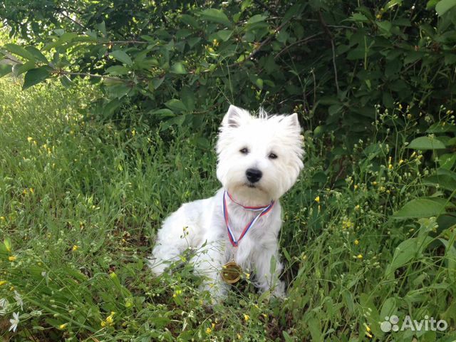 Вест хайленд вайт терьер