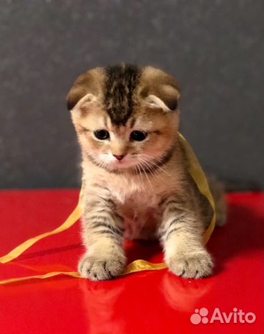 Вислоухие котята