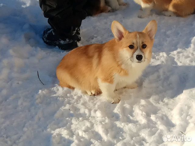 Вель Корги Пемброк