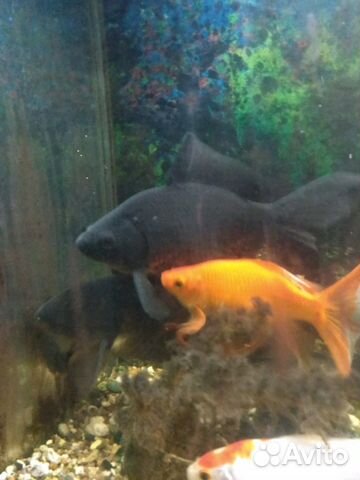 Рыба карпы Кои черные бархатные. Длина 35-40 см и