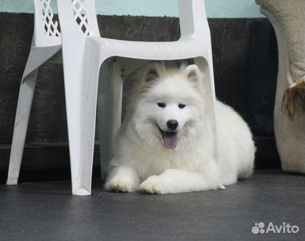 Мальчик из п-ка белый волк