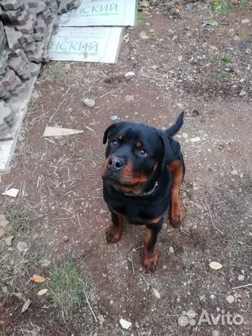 Шикарная девочка Ротвейлера