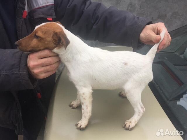 Фокстерьер гладкошерстный