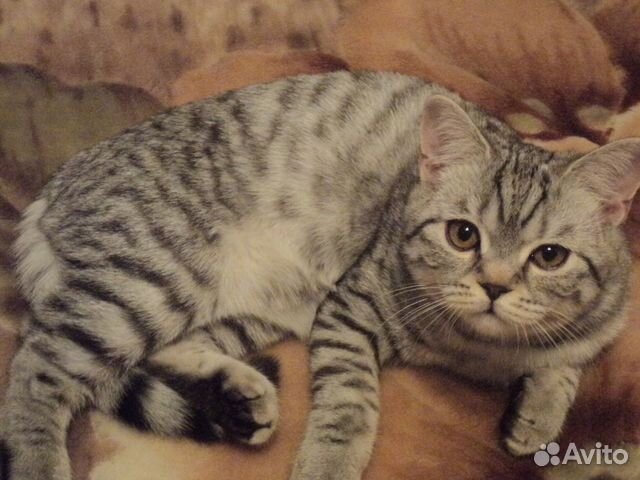 Чистокровные шотландские красотули