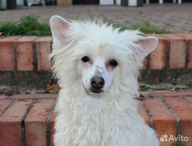 Пуховая девочка Ангелочек Летнее Солнышко