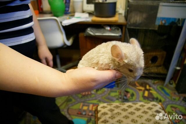 Шиншилла, гетеро-беж, девочка