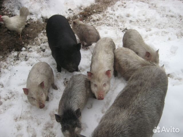Азиатская вислобрюхая травоядная свинья поросята