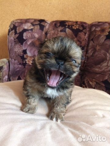 Два супер-милых пекинесы