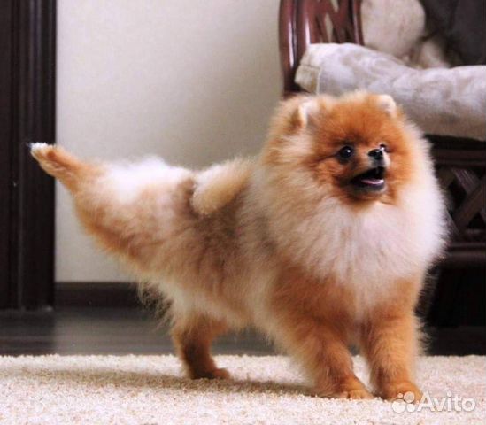 Шпиц подрощенный парень