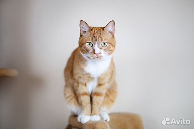 Кот Фунтик