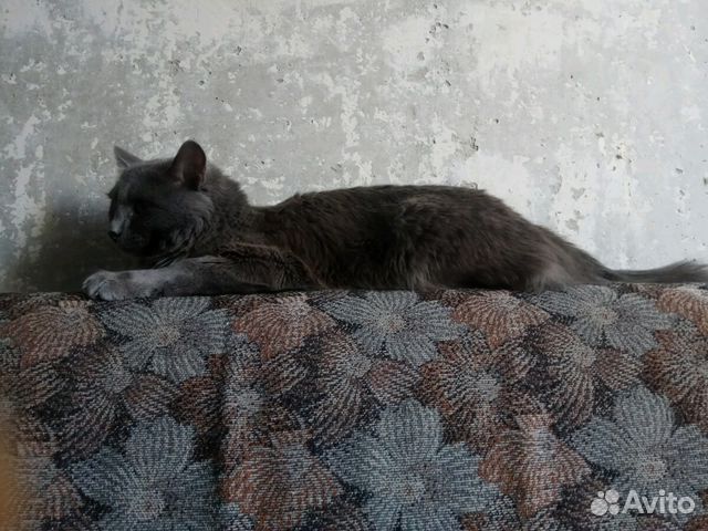 Кот-мышелов