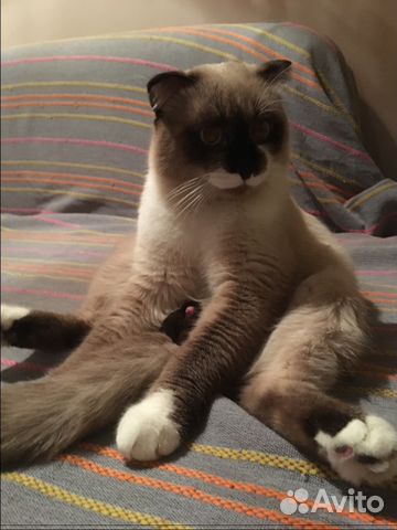 Вязка с красавчиком