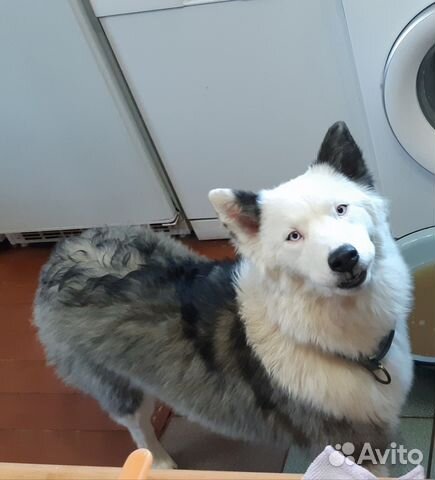 Щенок лайки